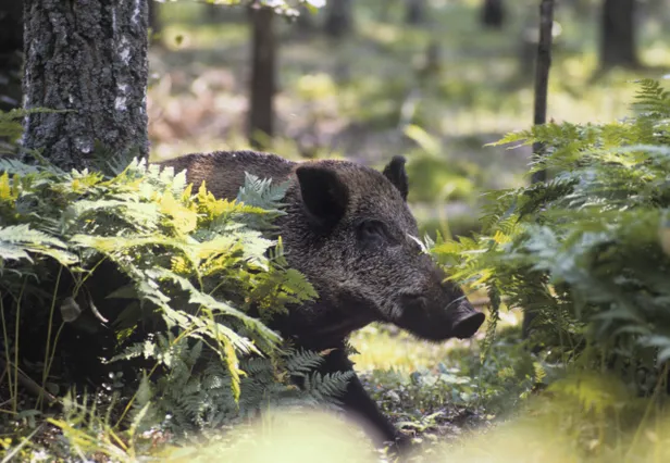 Pilves metssead paljastasid politseile narkoärikate kokaiinipeidiku
