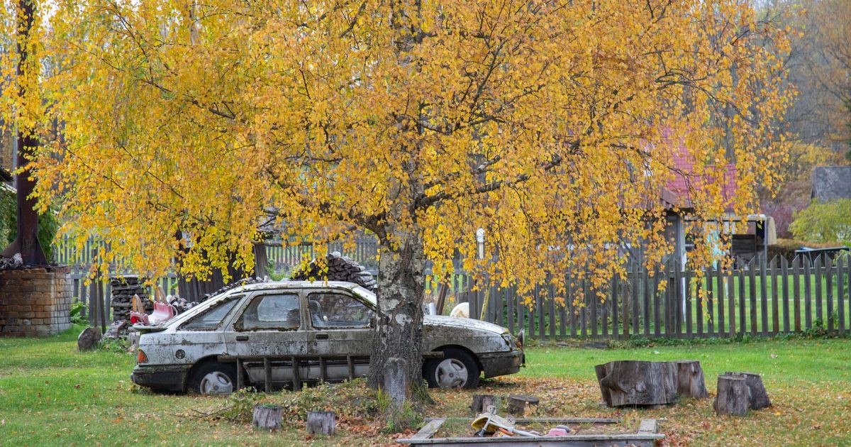 NÄDALA FOTO Hall auto kuldse kase all