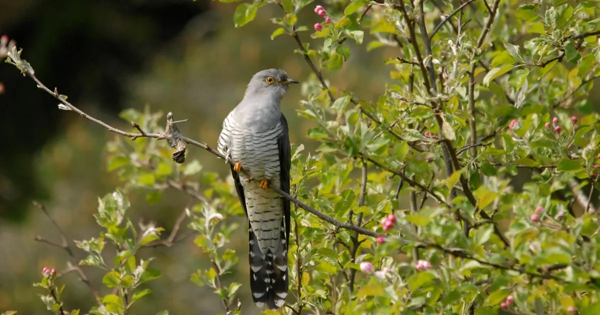AASTA LIND Ornitoloog: Kägu kukub, et seksi saada