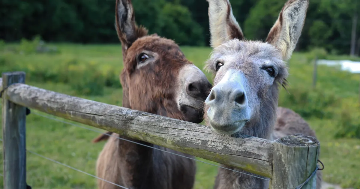 Raamat, mis näitab, et väljend «loll kui eesel» ei vasta üldse tõele