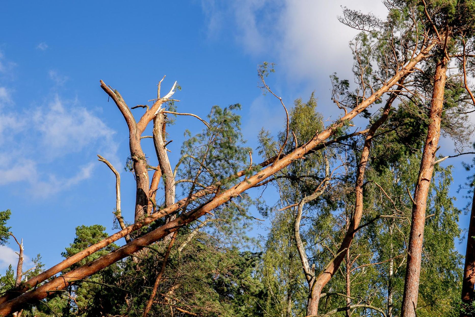 Maanteedel sähvisid äikesenooled ja langesid puud
