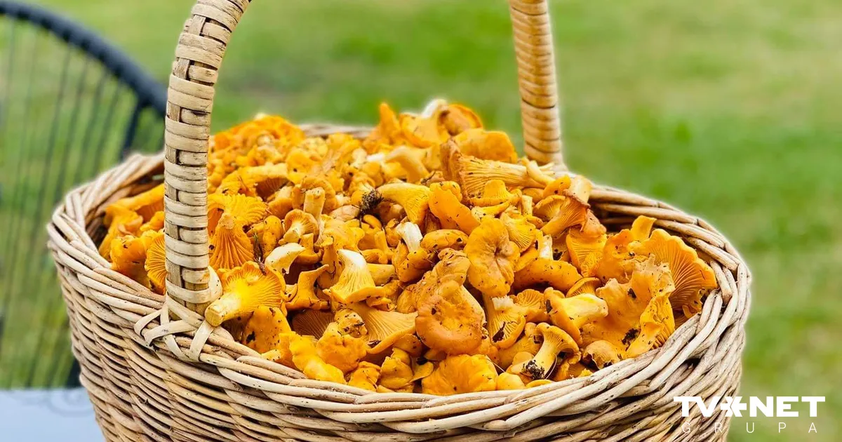 Metode, kā notīrīt gailenes, kas smilšainas un ar meža gružiem