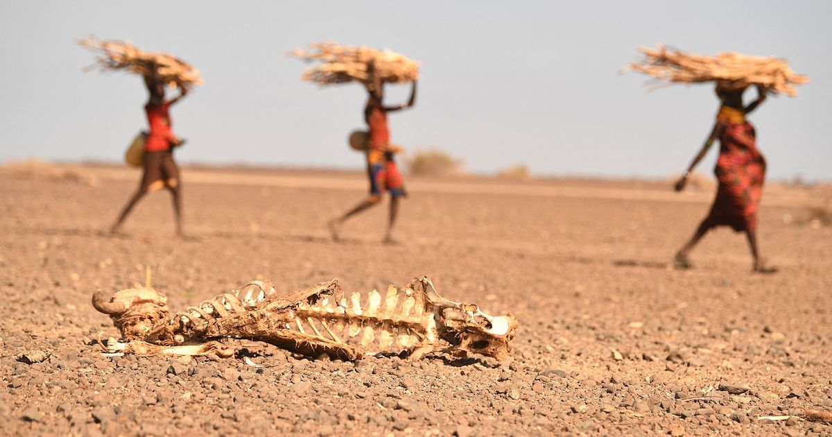 Põud sunnib näljahädas somaallased pagema – jahutust otsib miljon inimest