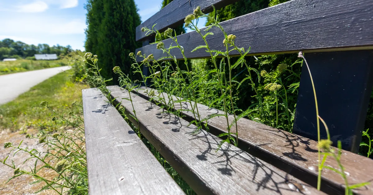 FOTOD Umbrohi võtab kergliiklusteel võimust