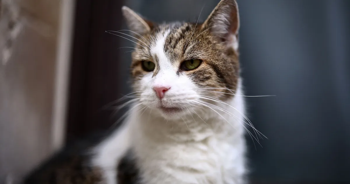 Briti kuulsaim kass sai veel ühe konkurendi ja see ei tee teda sugugi ...