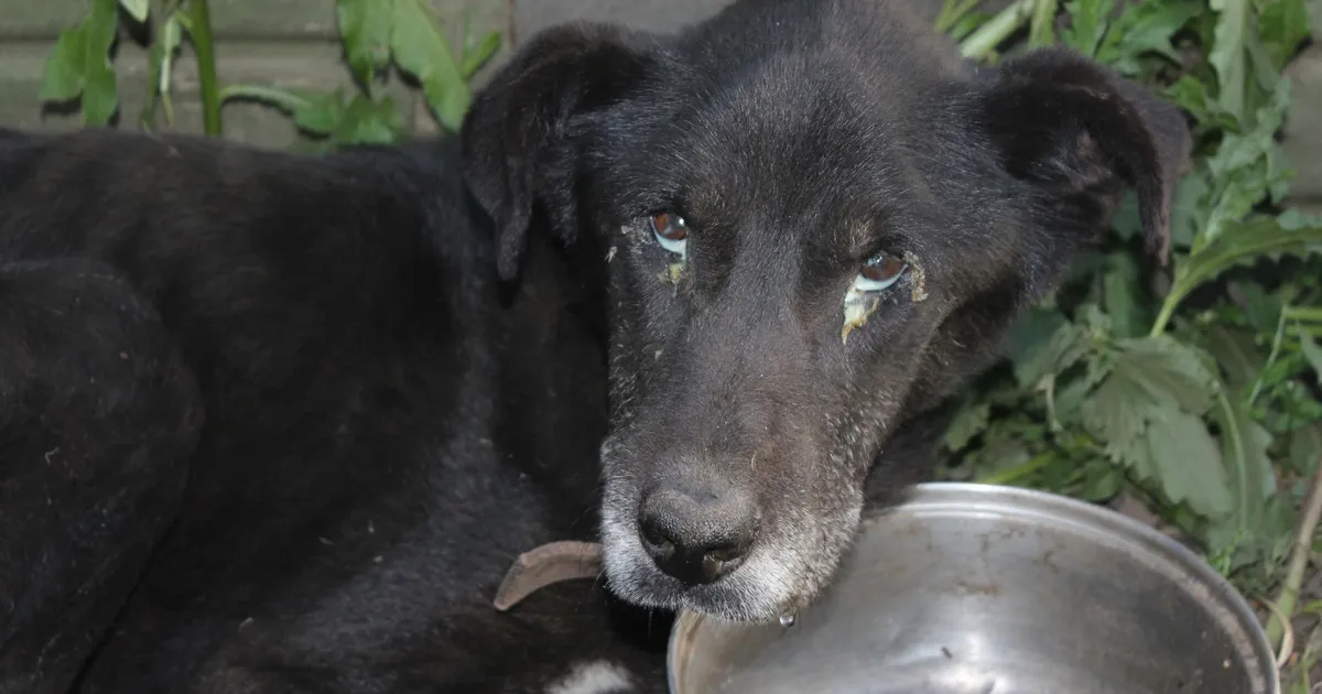 ŠOKEERIV Soomes eluaegse loomapidamiskeelu saanud naine jätkas oma ...