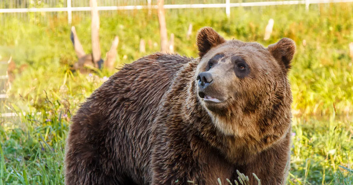 HARULDANE VAATEPILT Järvamaal jäi rajakaamera ette korraga kaheksa karu