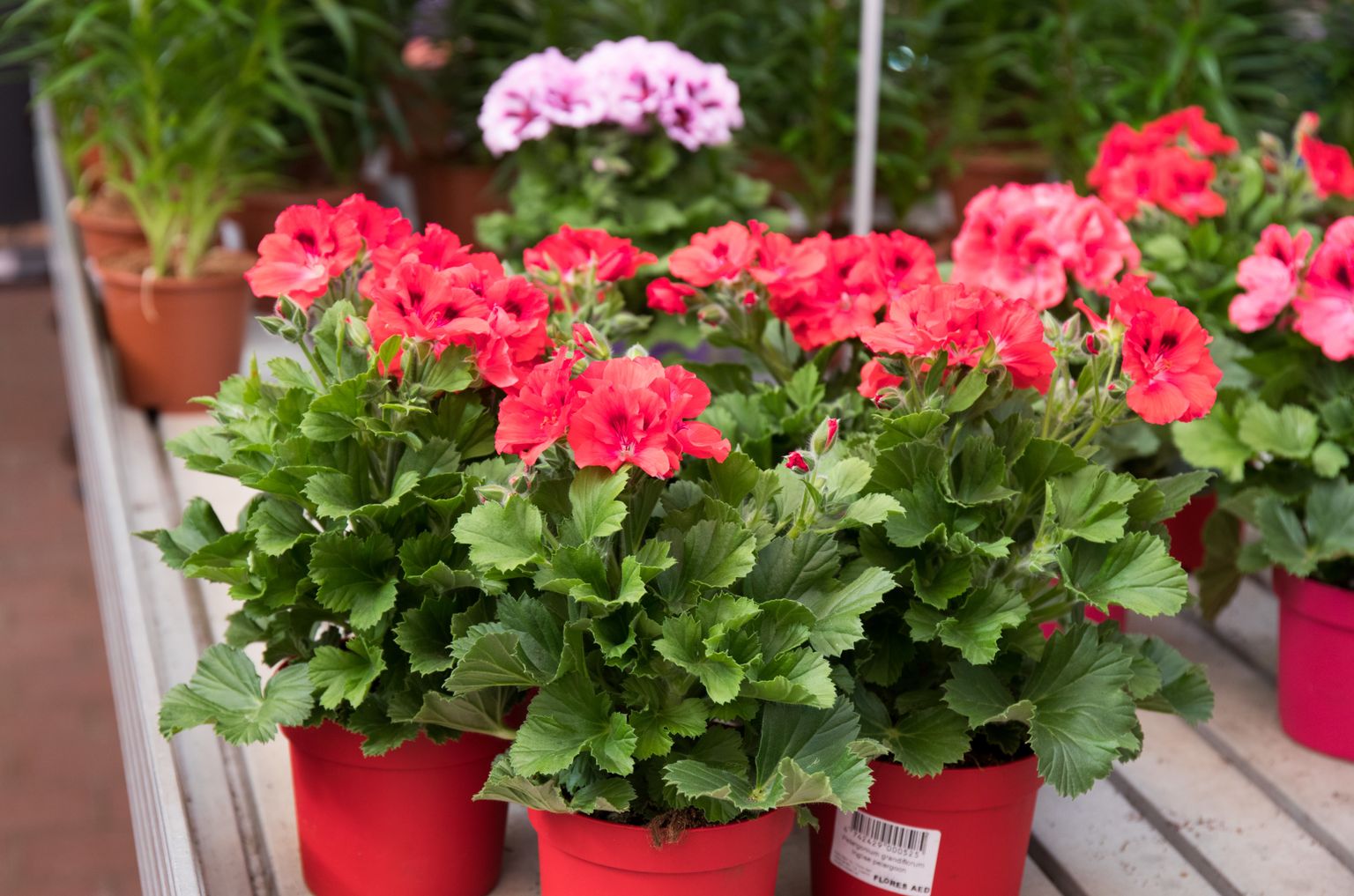 Inglise pelargoon – päikeselembene sariõitseja