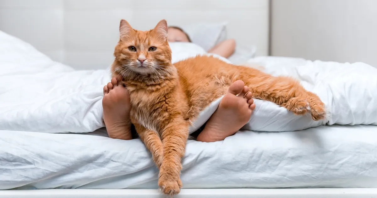 ÜLLATAV! Kui kass magab su jalgade juures, tähendab see, et...