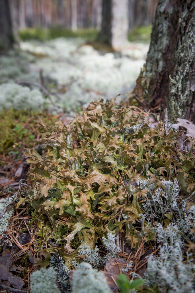 Pilvik – ainus seen, mida on mõtet metsas suhu pista - Eesti ...