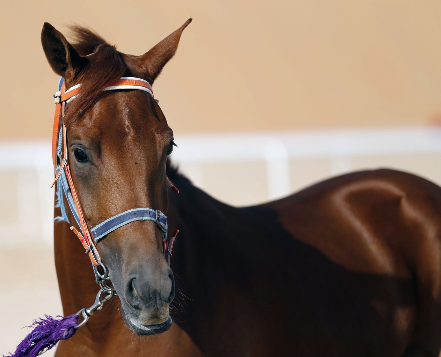 Hobuse liikuvad kõrvad on kommunikatsioonivahendid - Kirev elu - Elu24 ...