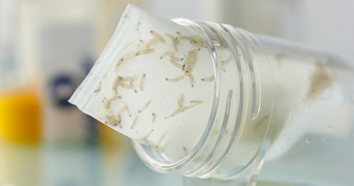 Vaglad-biokirurgid ravivad terveks ka väga saastunud haavad