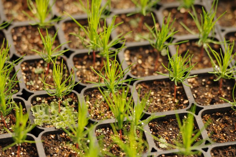 Kūdra kā resurss. Kāpēc pilnībā izmantot tās sniegtās iespējas?