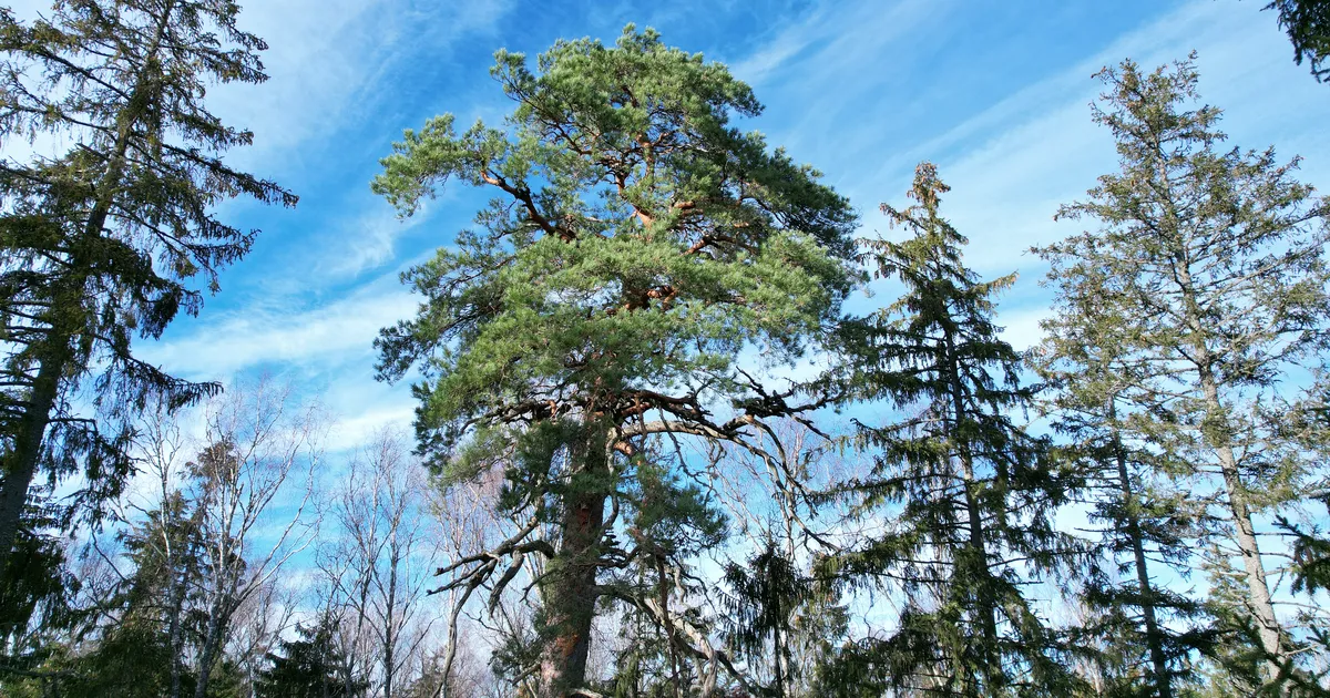 Maaülikooli metsad seovad aastas üle 10 000 tonni süsinikku