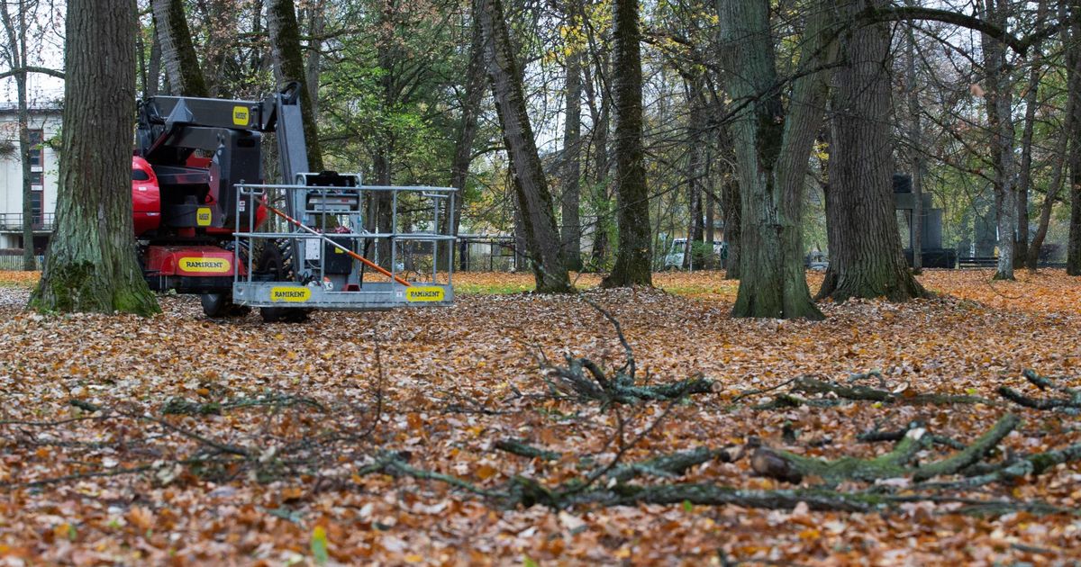 Hooldustööde tõttu katavad Tähtvere parki oksad