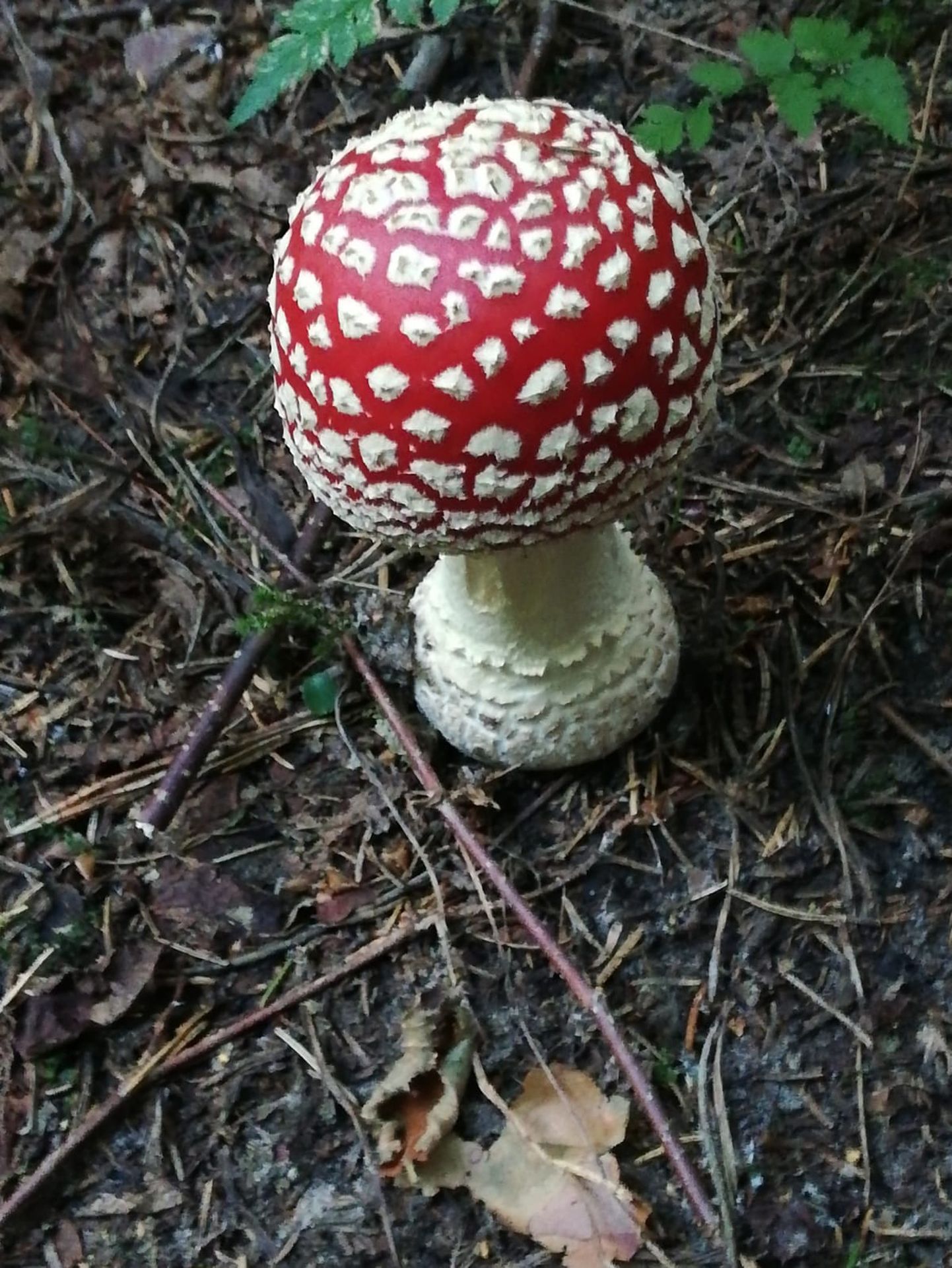 PÄEVAPILT Mürgine iludus