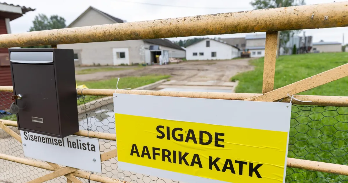 SEAD HUKATAKSE Viljandimaal tuvastati sigade Aafrika katk 4500 seaga farmis