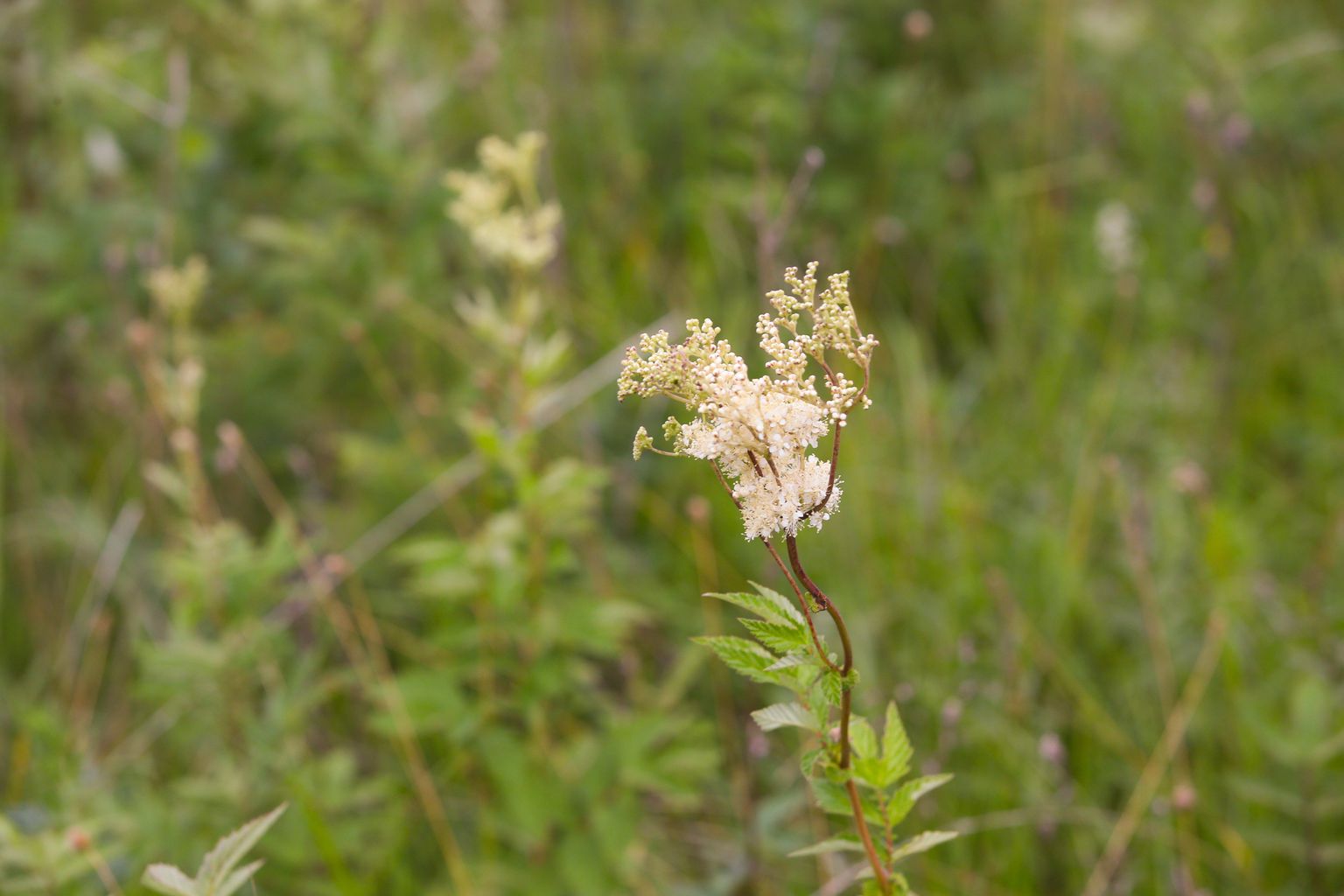 Angervaks aitab liigeseid ja puhastab organismi