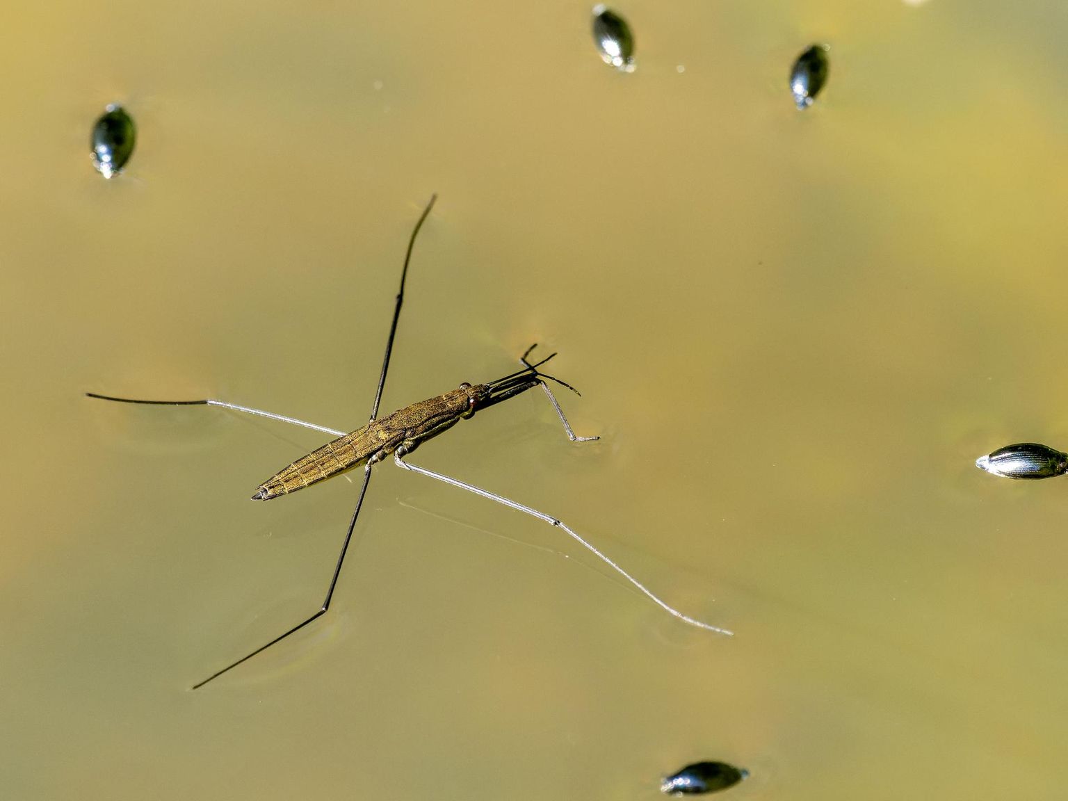 LOODUSFOTO Liuskurid uisklevad mööda veepinda