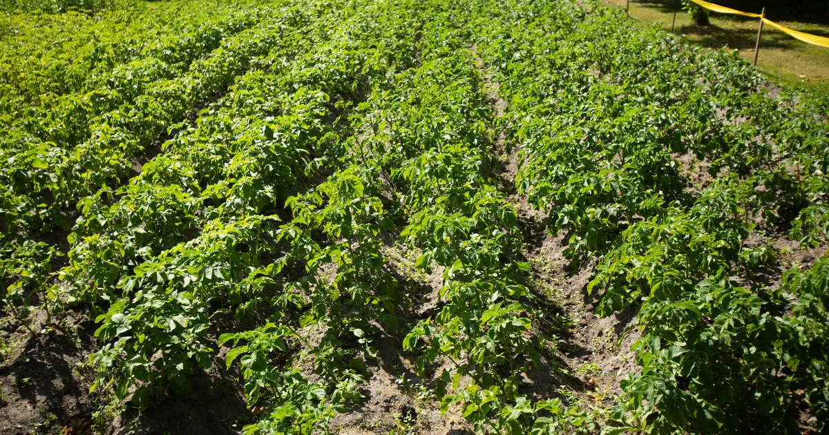 METSIK UMBROHI Kartulikasvatajad vaevavad pead, miks pani sõnnik ...