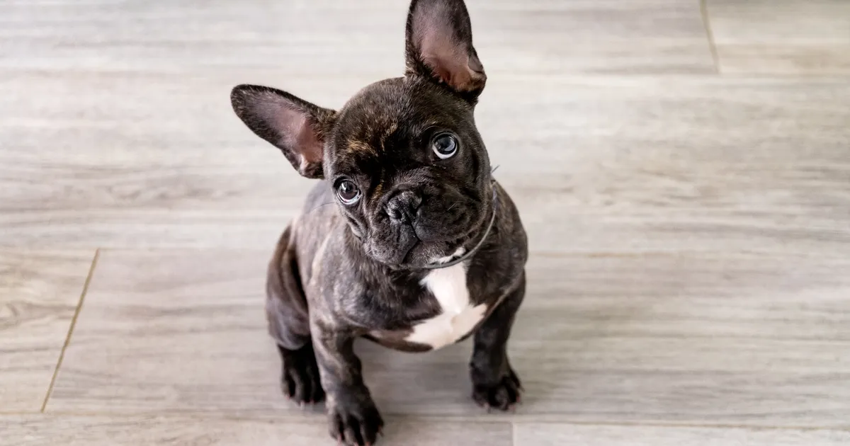 UURING Just neid väljendeid tahab sinu koer kõige rohkem kuulda