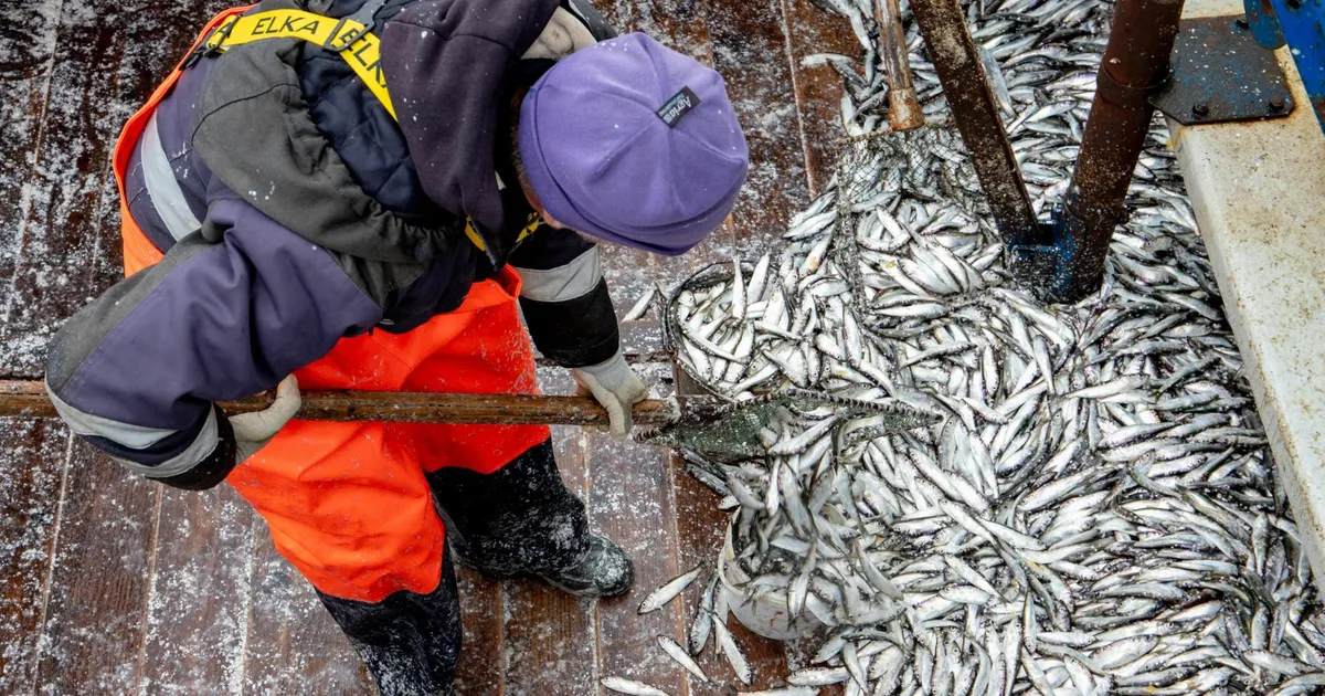 SILVIA PALUOJA Rannakalurid seisavad oma leiva eest