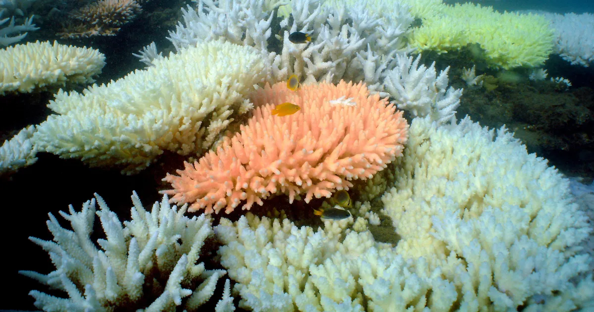 Lootusekiir korallrahuvetes: korallid elasid üle viimase suure ...