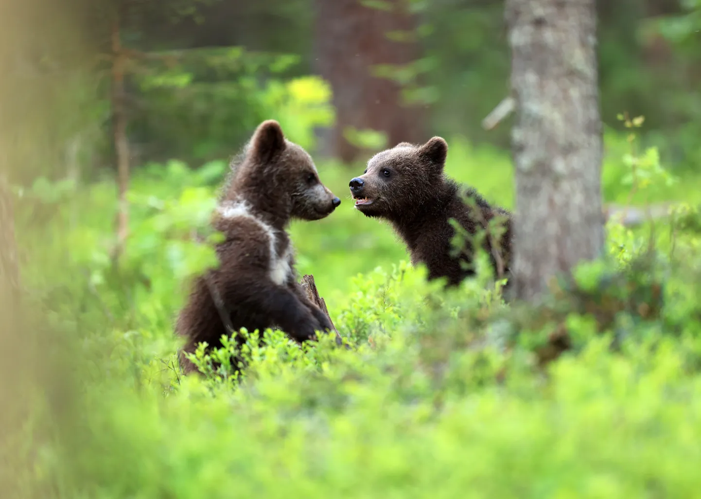 Soome metsadesse raiutakse kiirtempos suuri auke sisse
