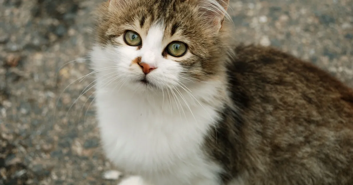 Kuulsa kassi mälestuseks paigaldati linna skulptuur