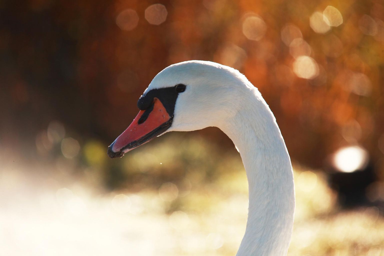 Tumm luik – Eesti suurim lind