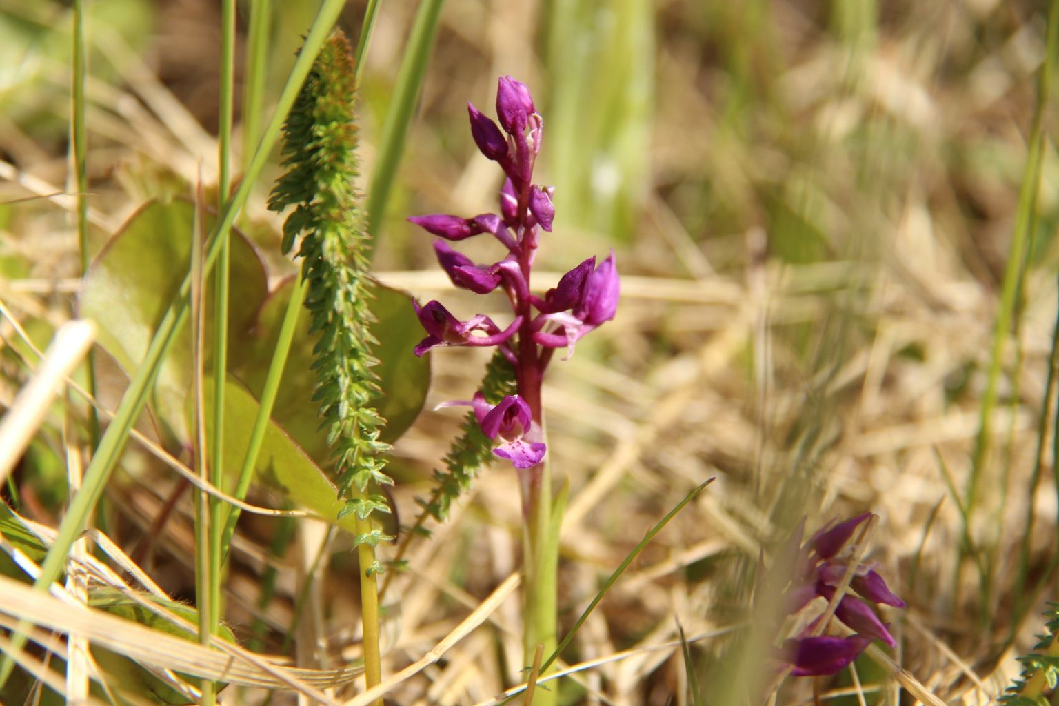 FOTOD Õied avanud orhideeliik pakub rohkelt silmailu