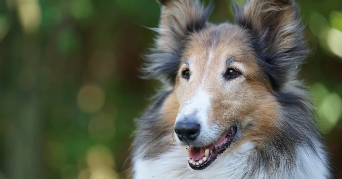 Anekdoot: teil on suurepärane koer