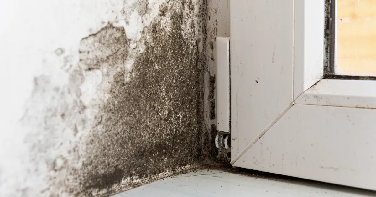 ETTEVAATUST 5 sümptomit, et sa hingad sisse ohtlikku hallitust