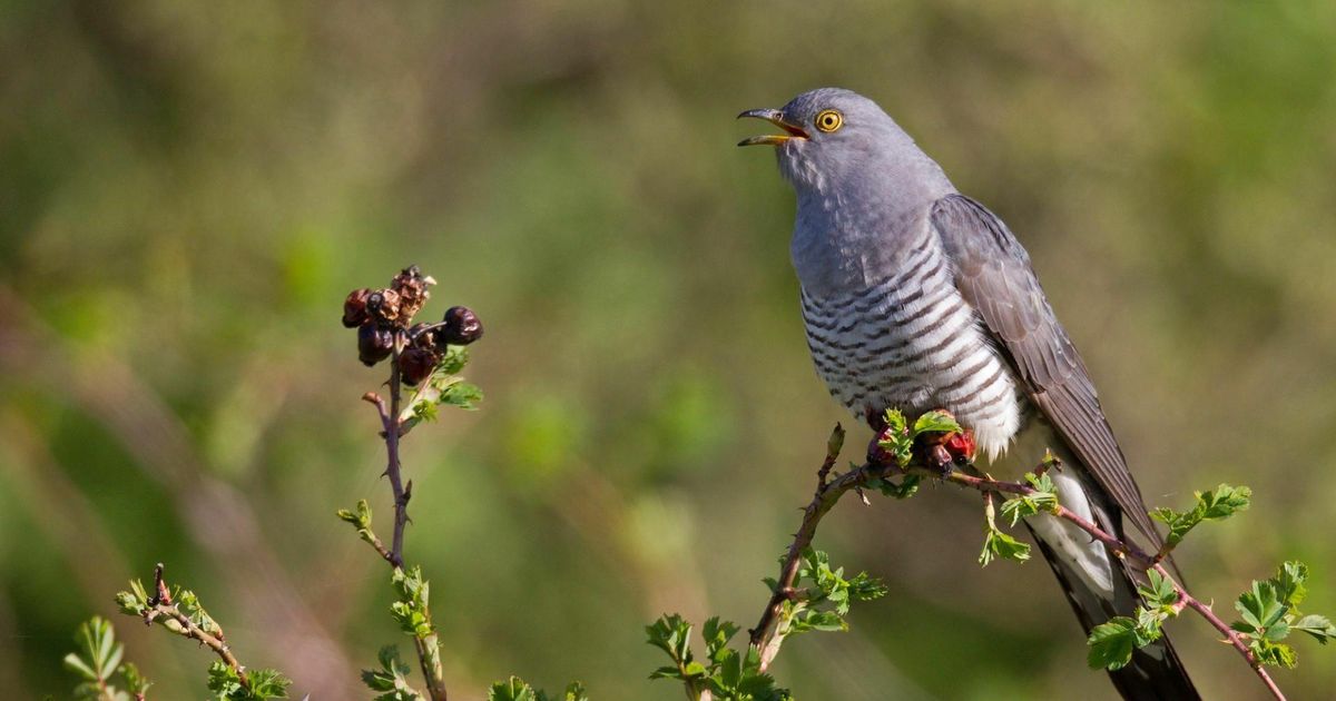 Aasta lind on endelinnuks peetud kägu
