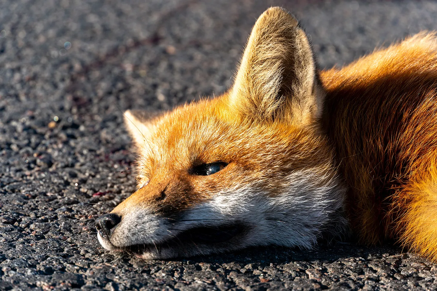 PVD vakcinācijas efektivitātes kontrolei sāk pieņemt nomedītās lapsas ...